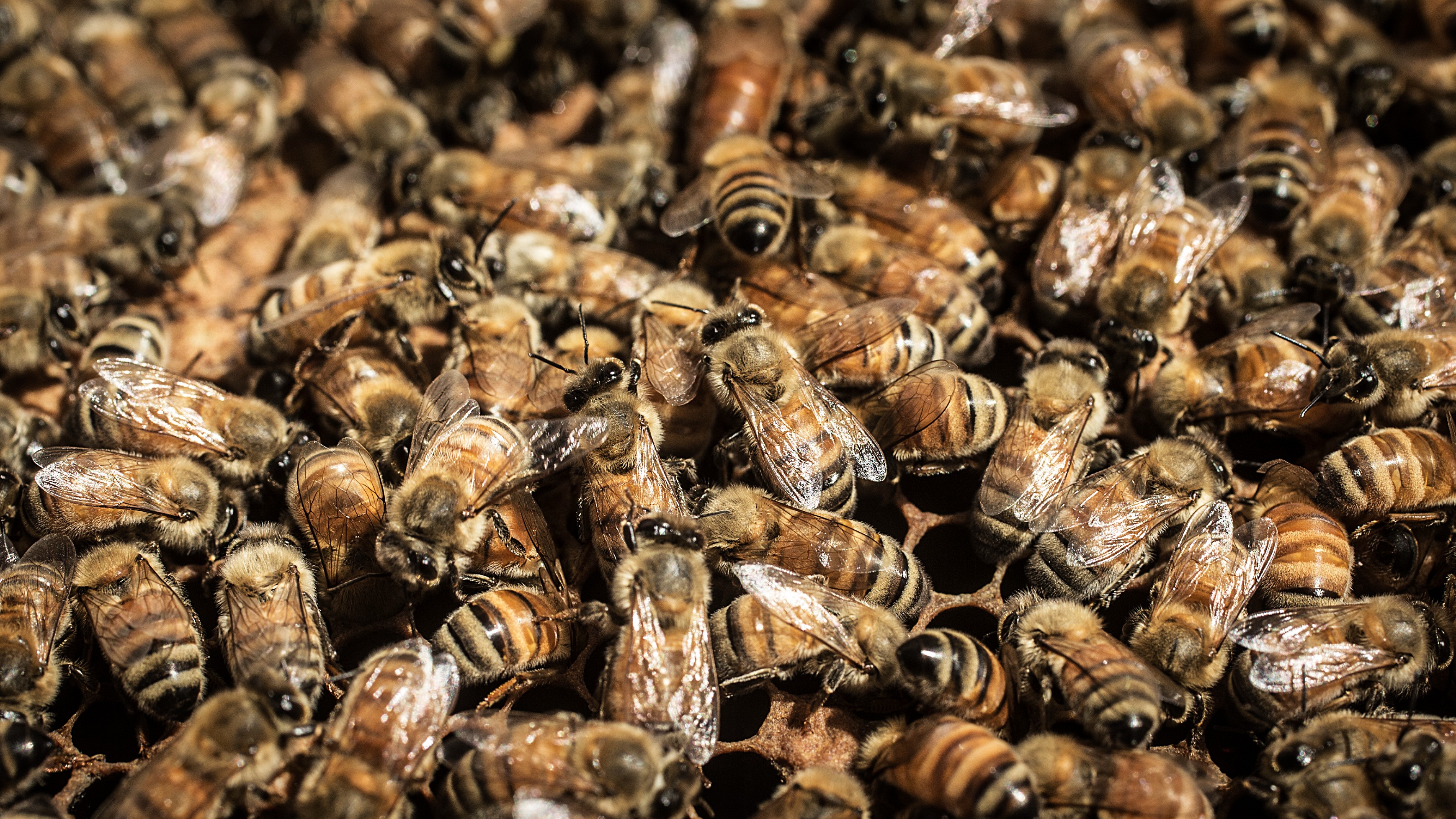 2017: A bee's life - University of Wollongong – UOW